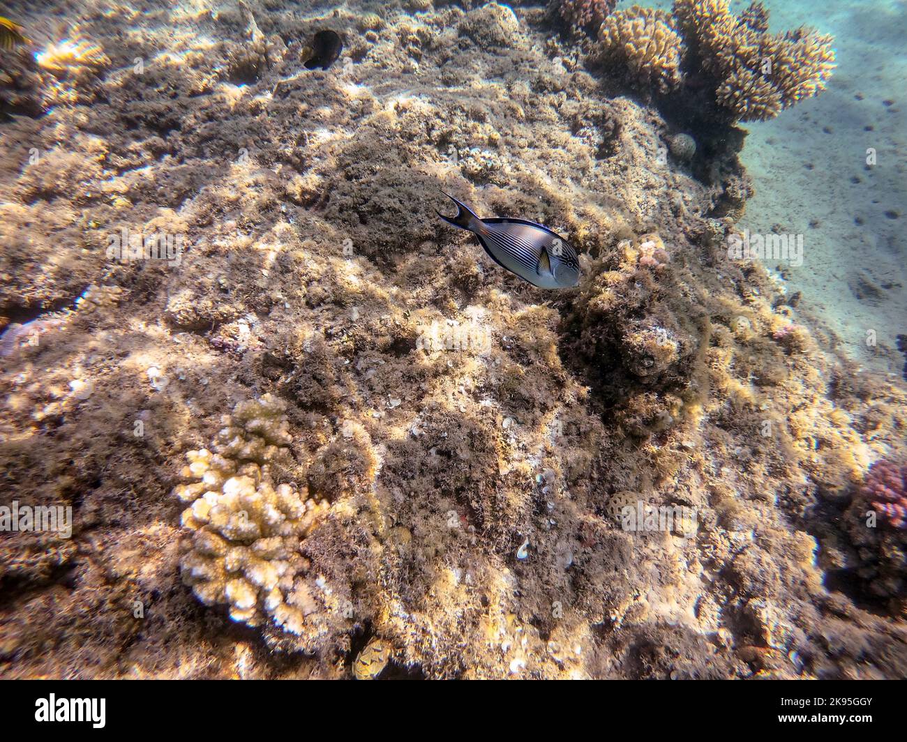 Colorful tropical fish Sohal Surgeon fish (Acanthurus Sohal) tang ...
