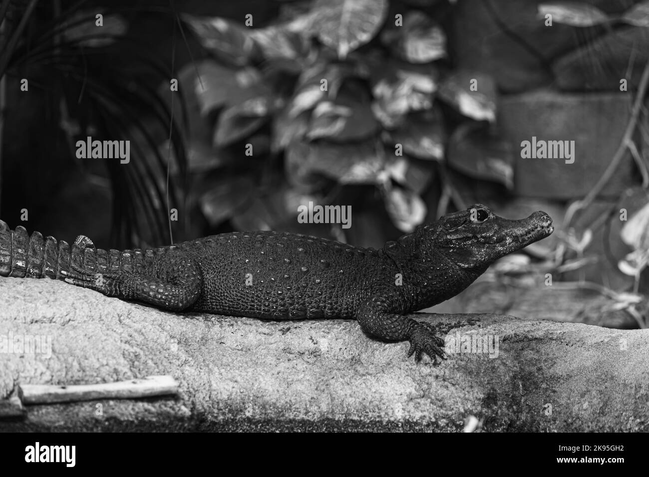 Osteolaemus tetraspis, black and white Dwarf crocodile Stock Photo - Alamy
