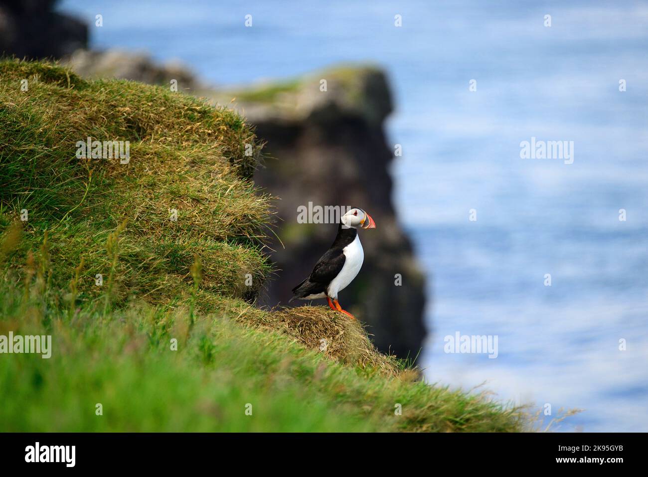 A shallow focus shot of an Atlantic puffin sitting on the green grass ...