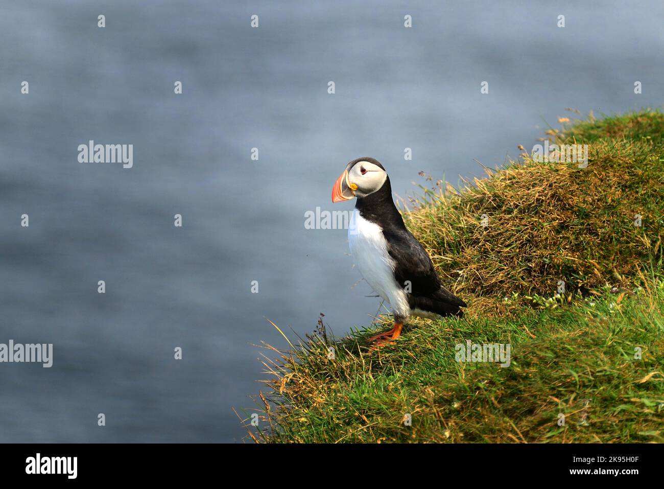 A shallow focus shot of an Atlantic puffin sitting on the green grass ...