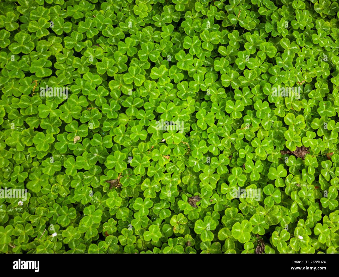 A top view of a cluster of green clover plants Stock Photo - Alamy