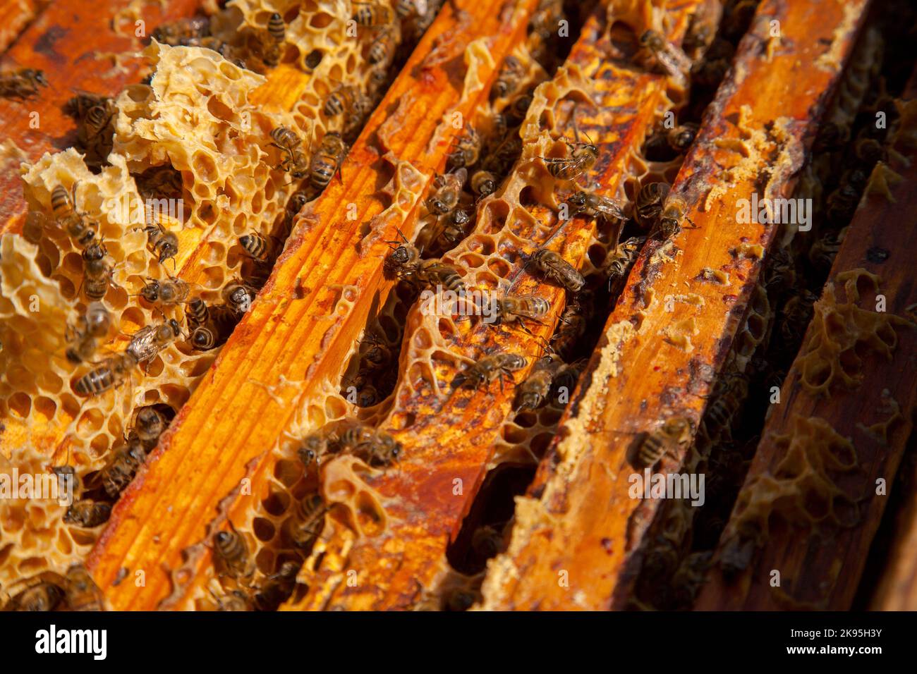 Frames of a beehive. Close up view of the opened hive body showing the ...