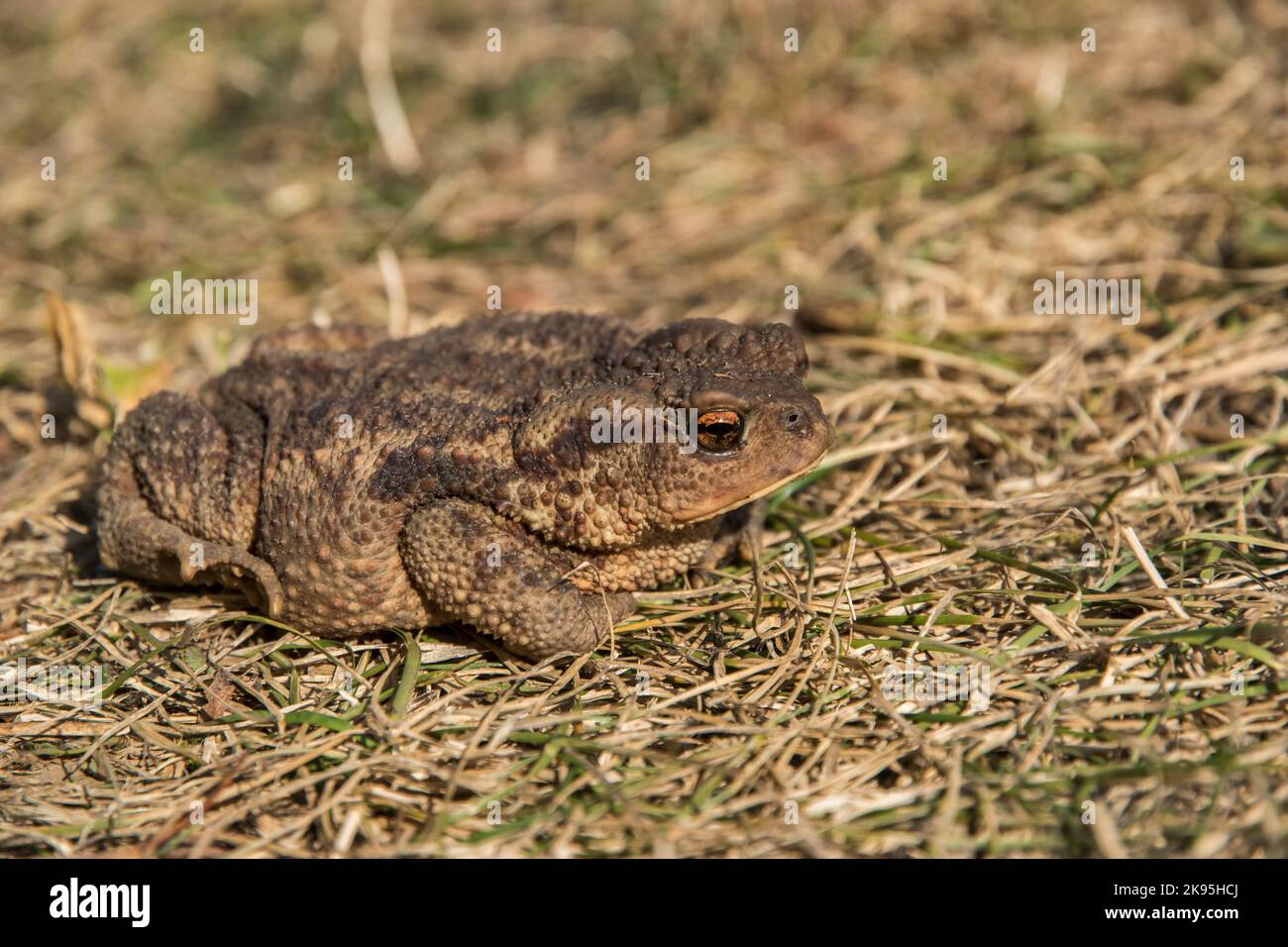 Common toad on meadow hi-res stock photography and images - Alamy