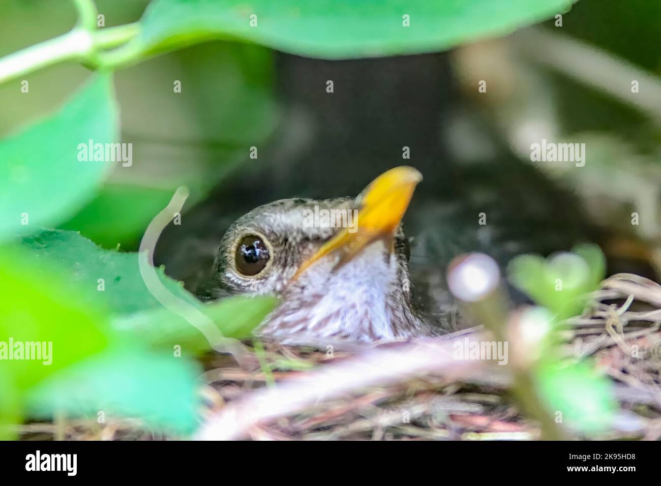 Thrush nestling hi-res stock photography and images - Alamy