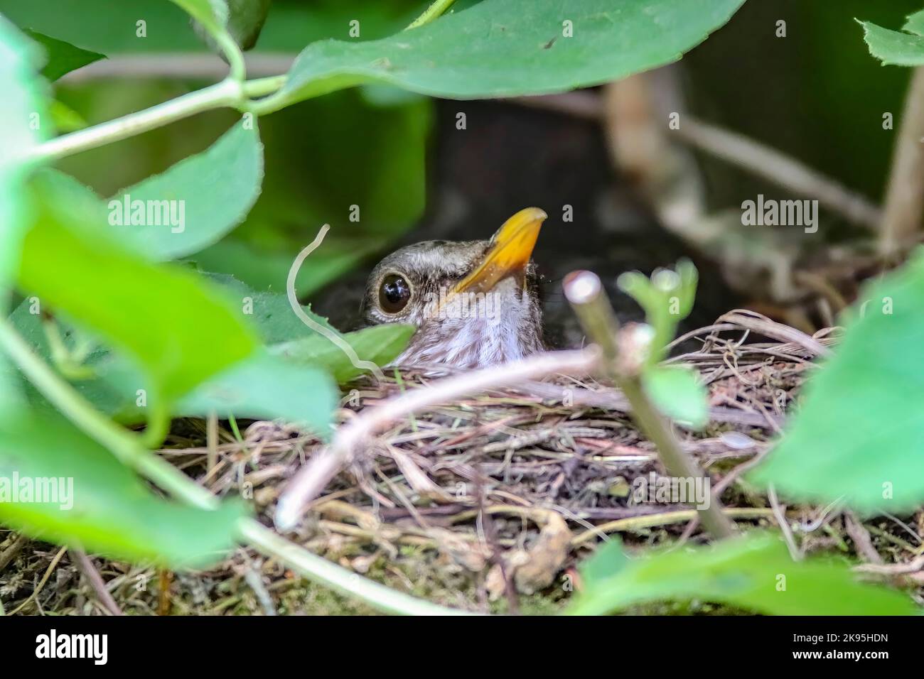 Thrush nestling hi-res stock photography and images - Alamy