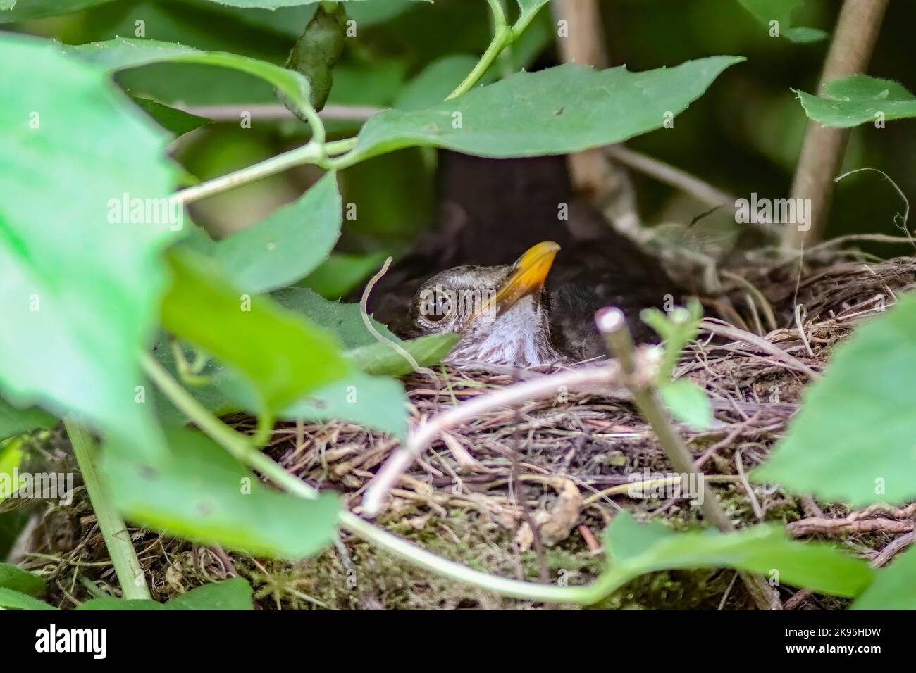 Thrush nestling hi-res stock photography and images - Alamy