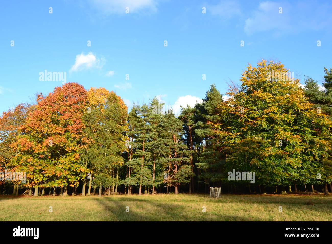 Eastern woods in Knole Park in autumn on a sunny day. A popular day trip place with Knole House ...