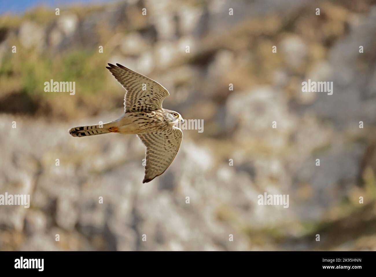 Female Common Kestrel in flight at Mewslade on the Gower Wales UK Stock ...