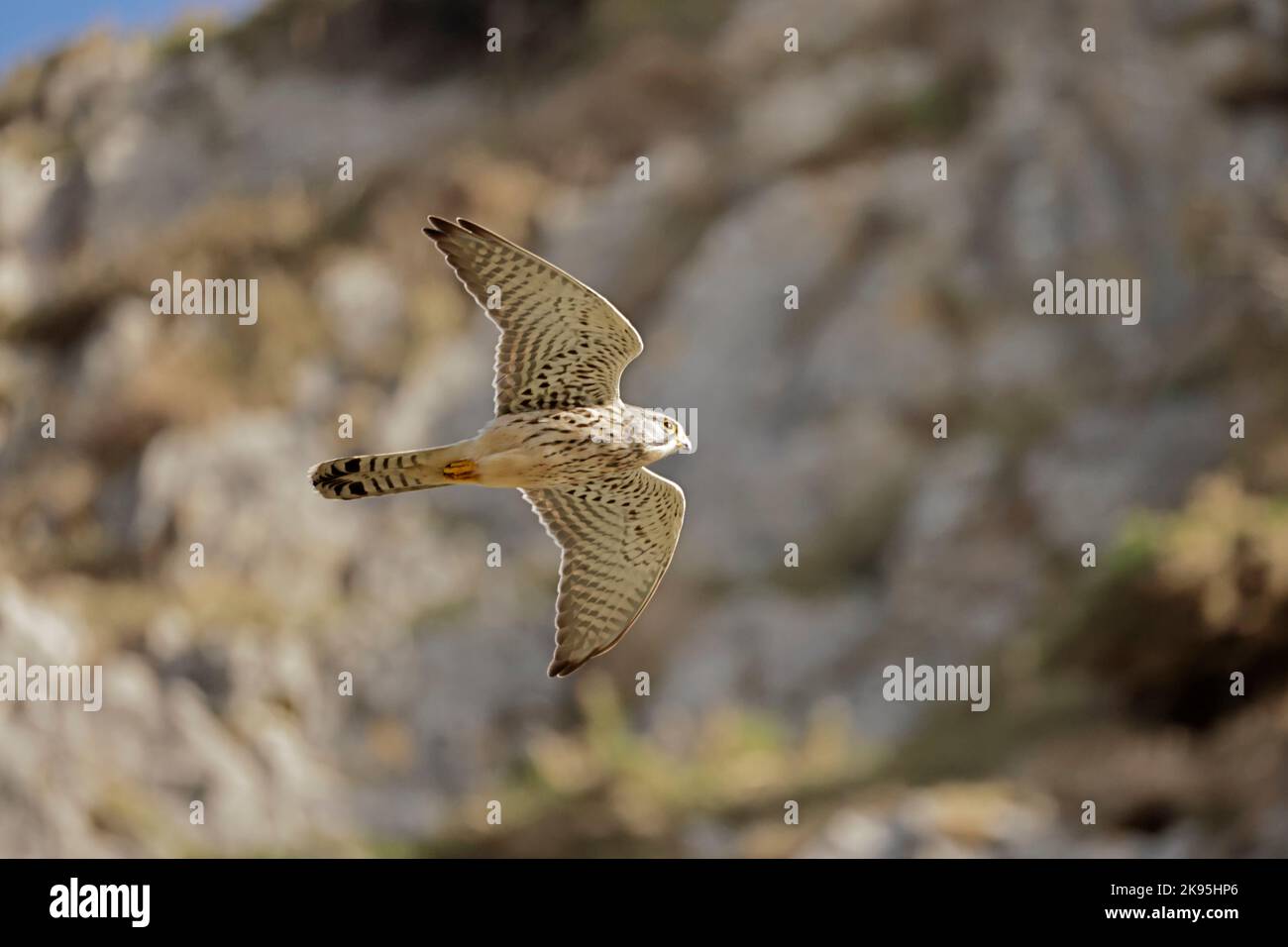 Female Common Kestrel in flight at Mewslade on the Gower Wales UK Stock ...