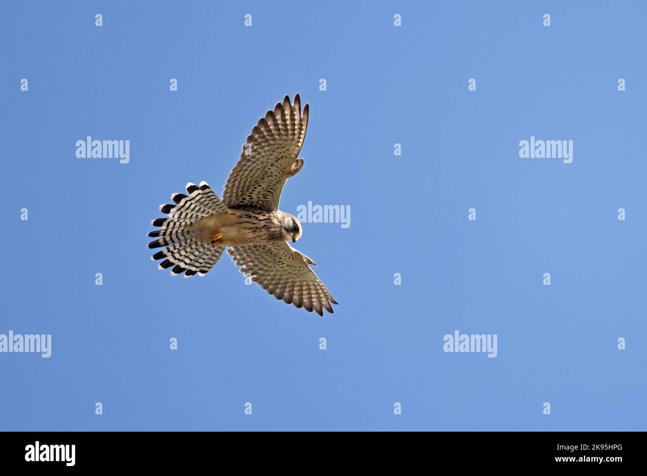 Female Common Kestrel in flight at Mewslade on the Gower Wales UK Stock ...
