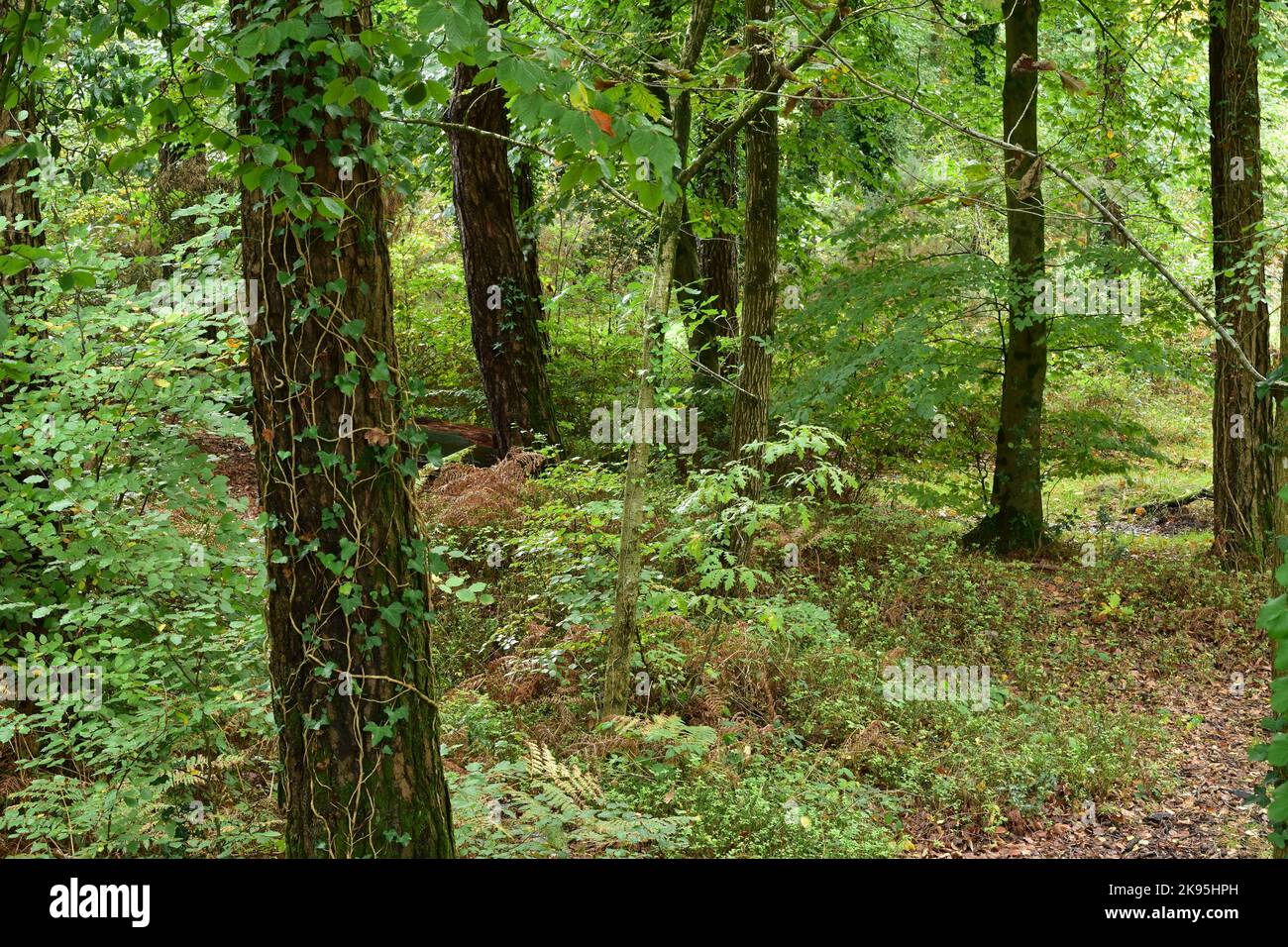 Mamhead, devon, england hi-res stock photography and images - Alamy