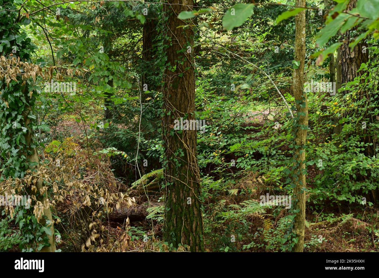 Mamhead, devon, england hi-res stock photography and images - Alamy