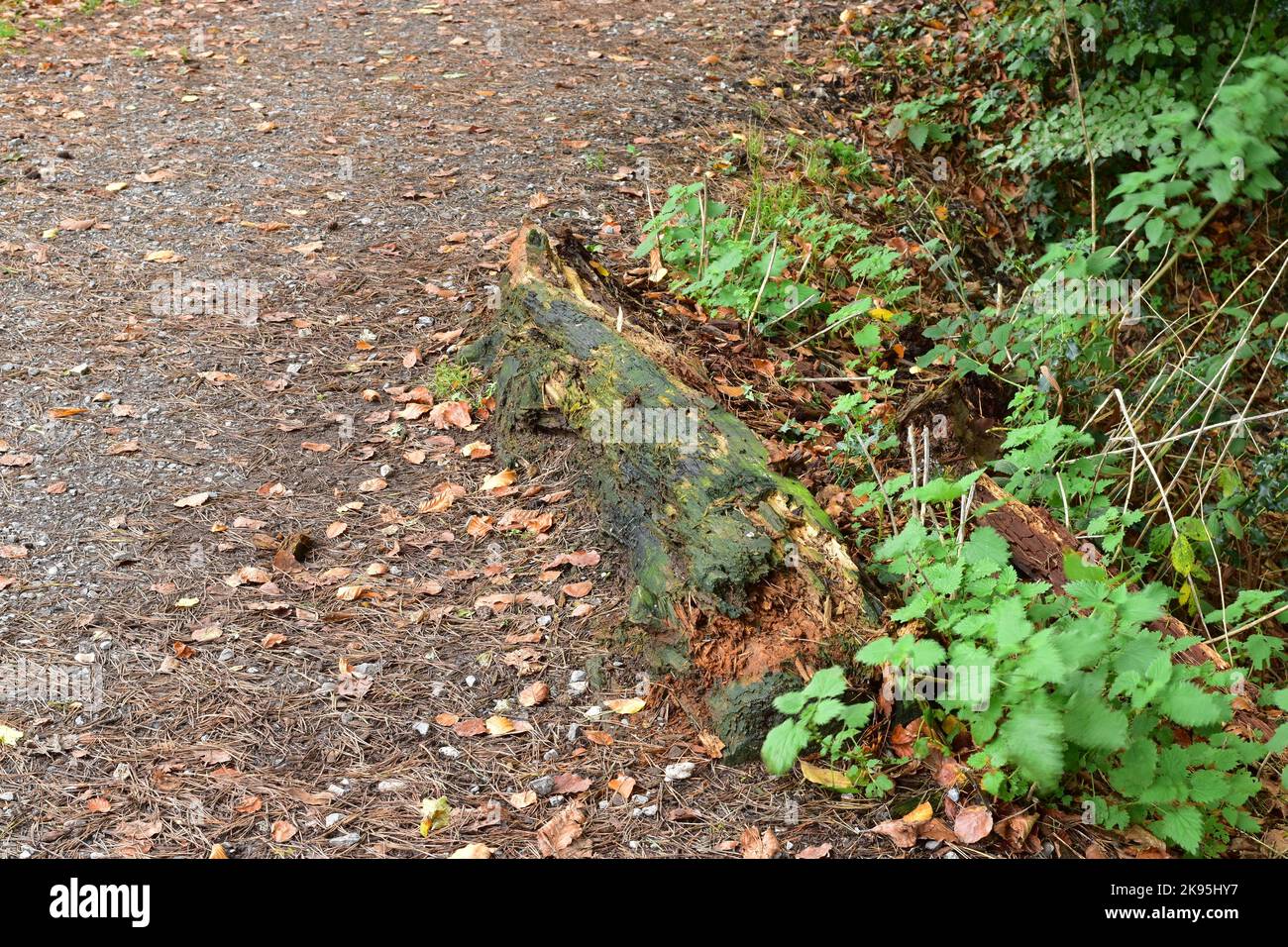 Mamhead obelisk hi-res stock photography and images - Alamy
