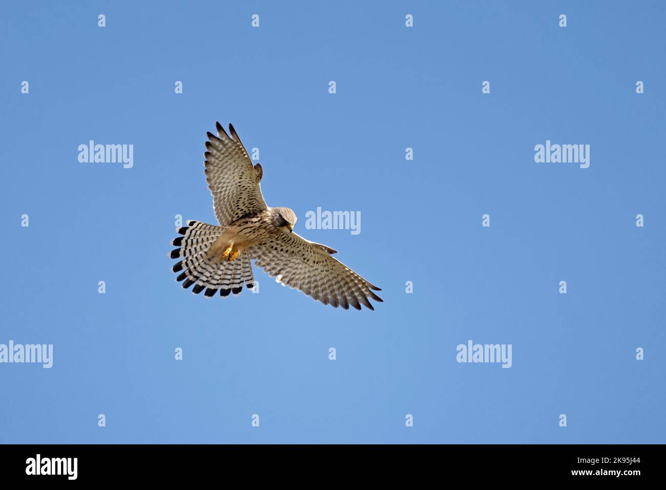 Female Common Kestrel in flight at Mewslade on the Gower Wales UK Stock ...