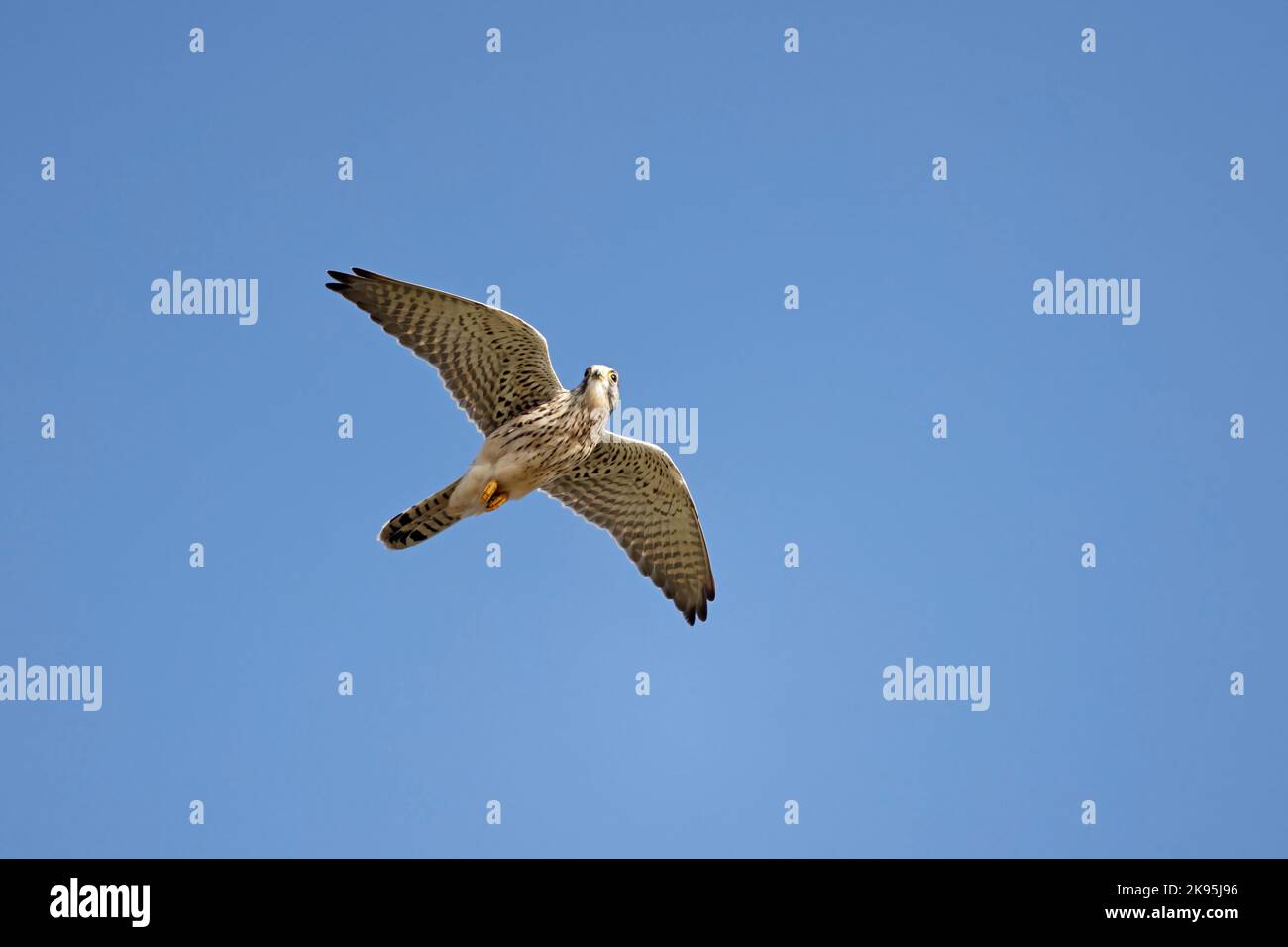 Female Common Kestrel in flight at Mewslade on the Gower Wales UK Stock ...