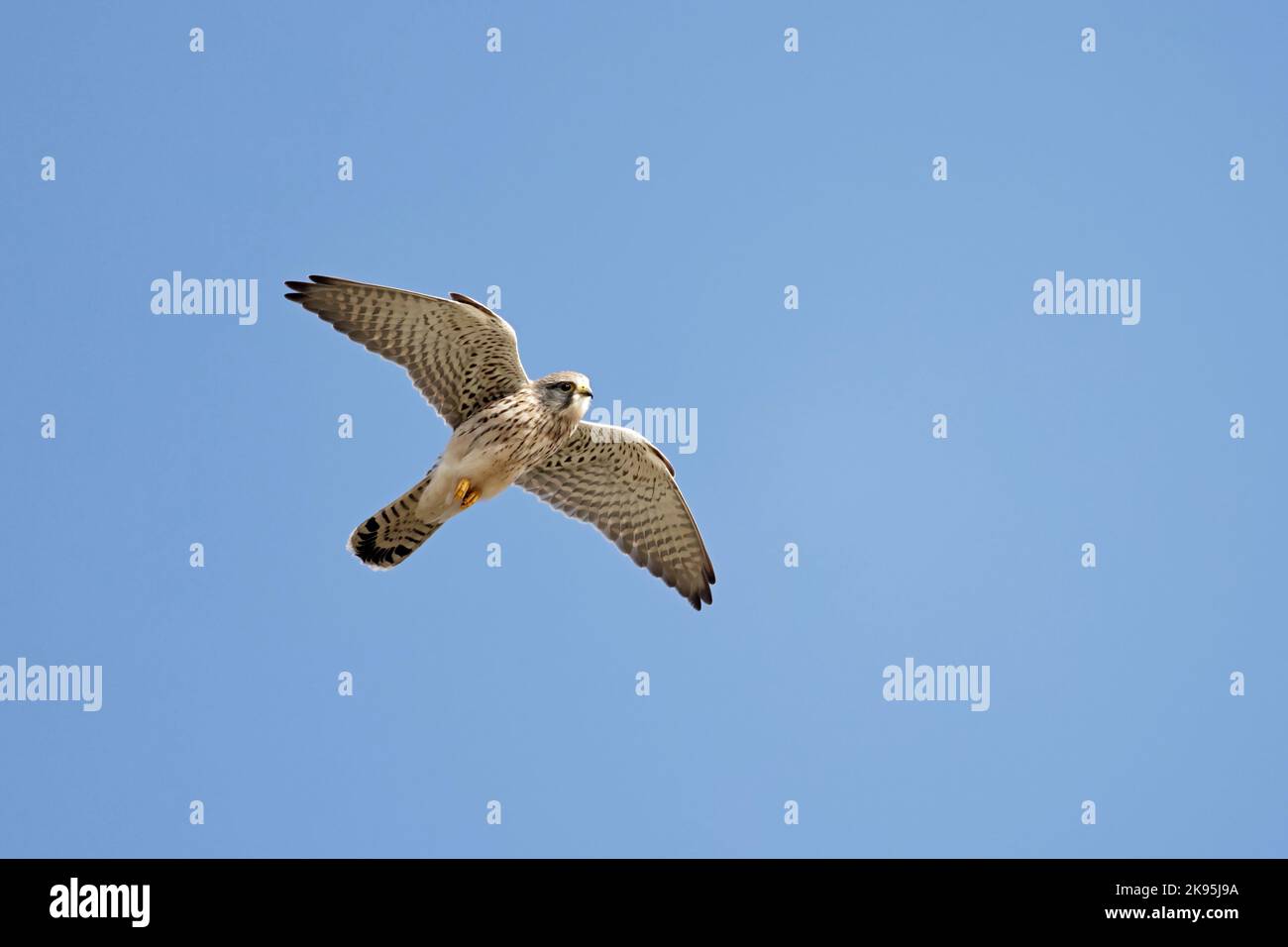 Female Common Kestrel in flight at Mewslade on the Gower Wales UK Stock ...