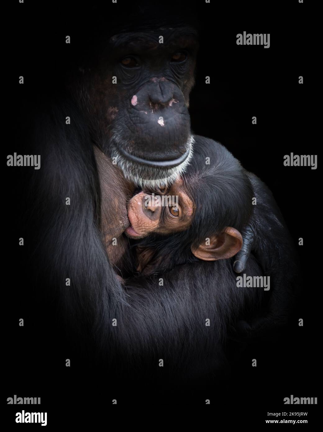 A vertical shot of a chimpanzee with her cub in the dark background ...