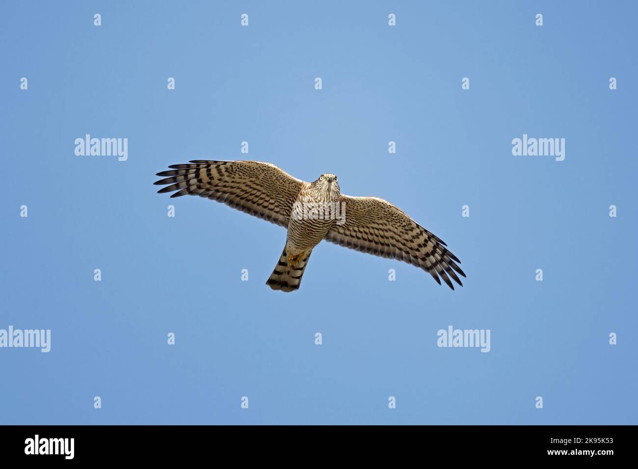 Sparrowhawk uk flying hi-res stock photography and images - Alamy