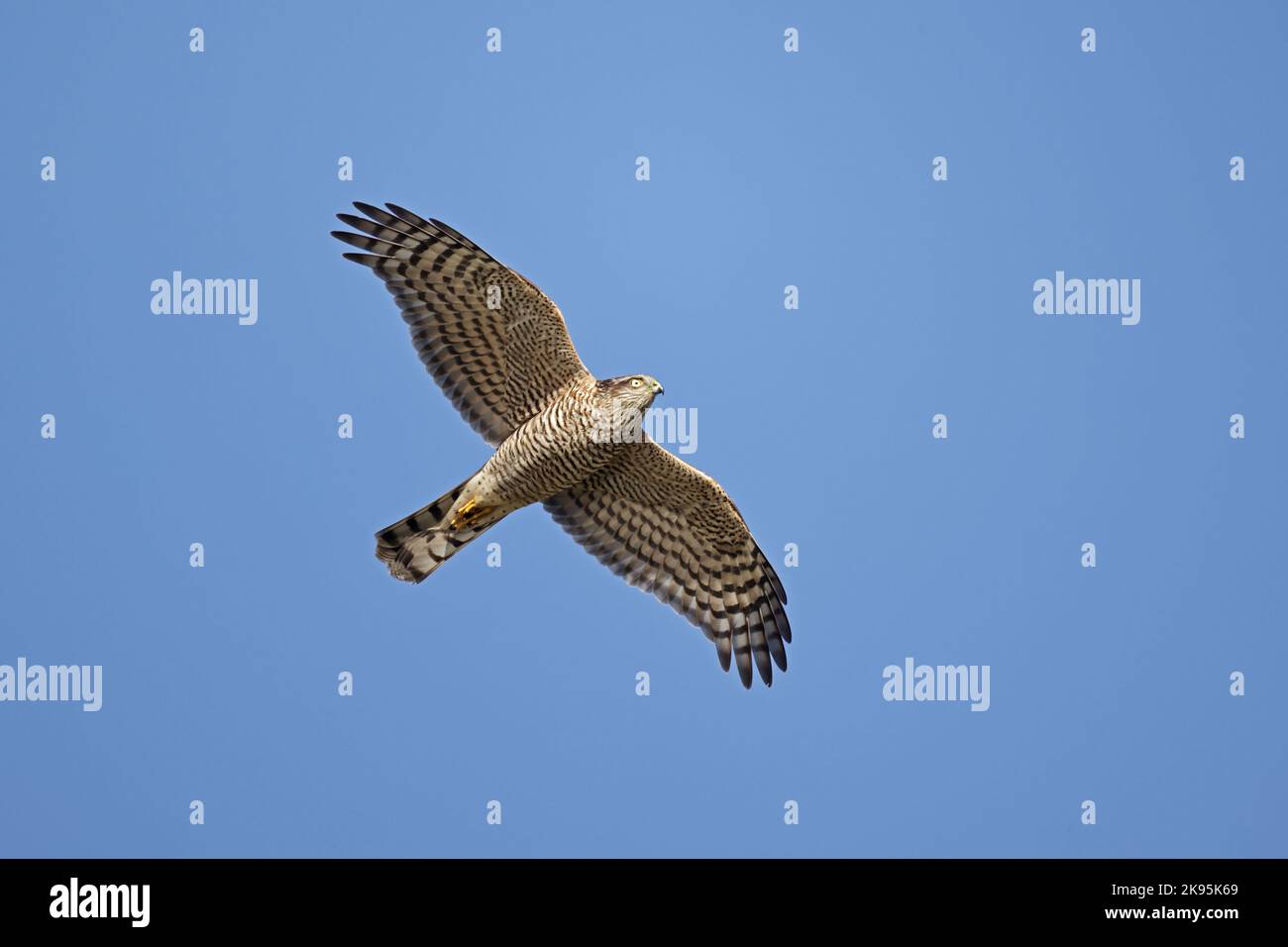 Sparrowhawk in flight at Mewslade on the Gower Wales UK Stock Photo - Alamy
