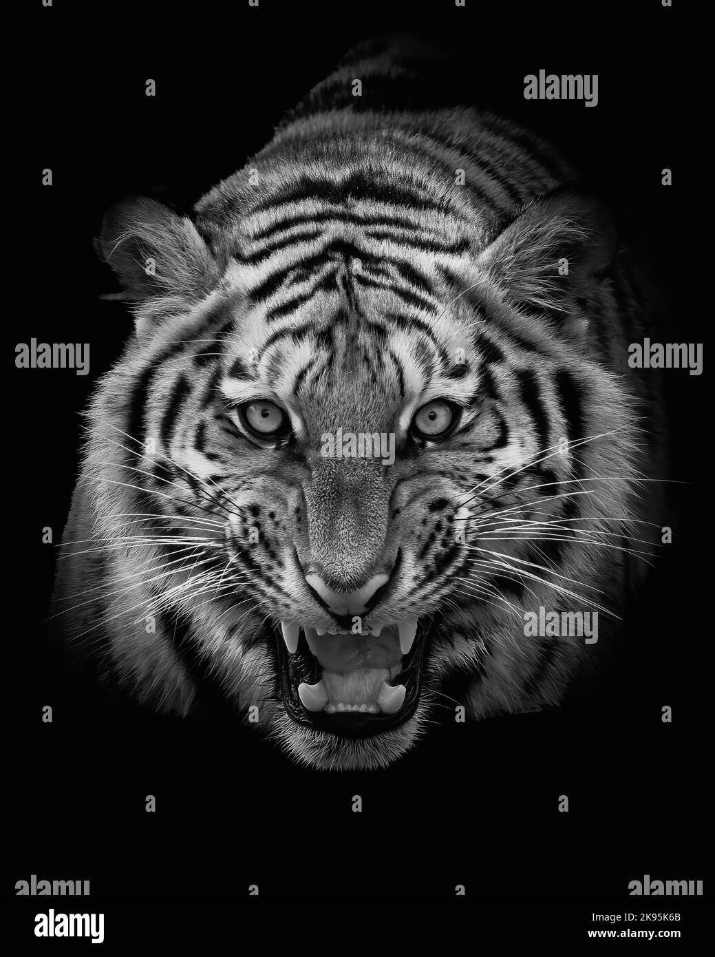 A vertical grayscale shot of a Siberian tiger looking at the camera in ...