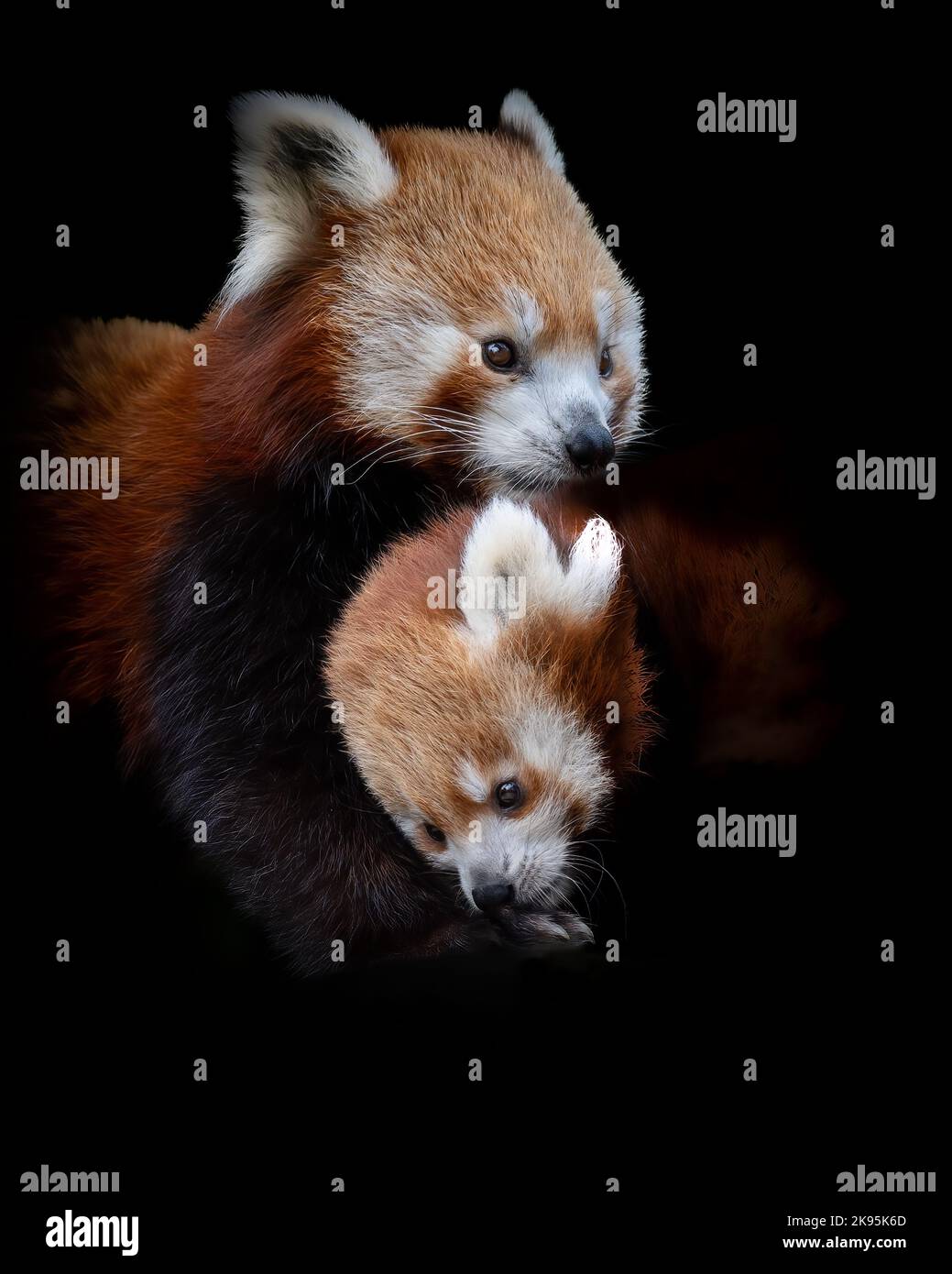A vertical shot of a red panda with her baby in the dark background ...