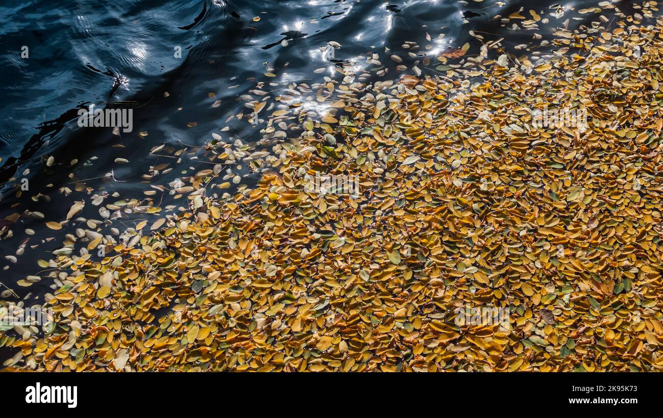 background image of fallen autumn leaves floating on the water Stock Photo - Alamy