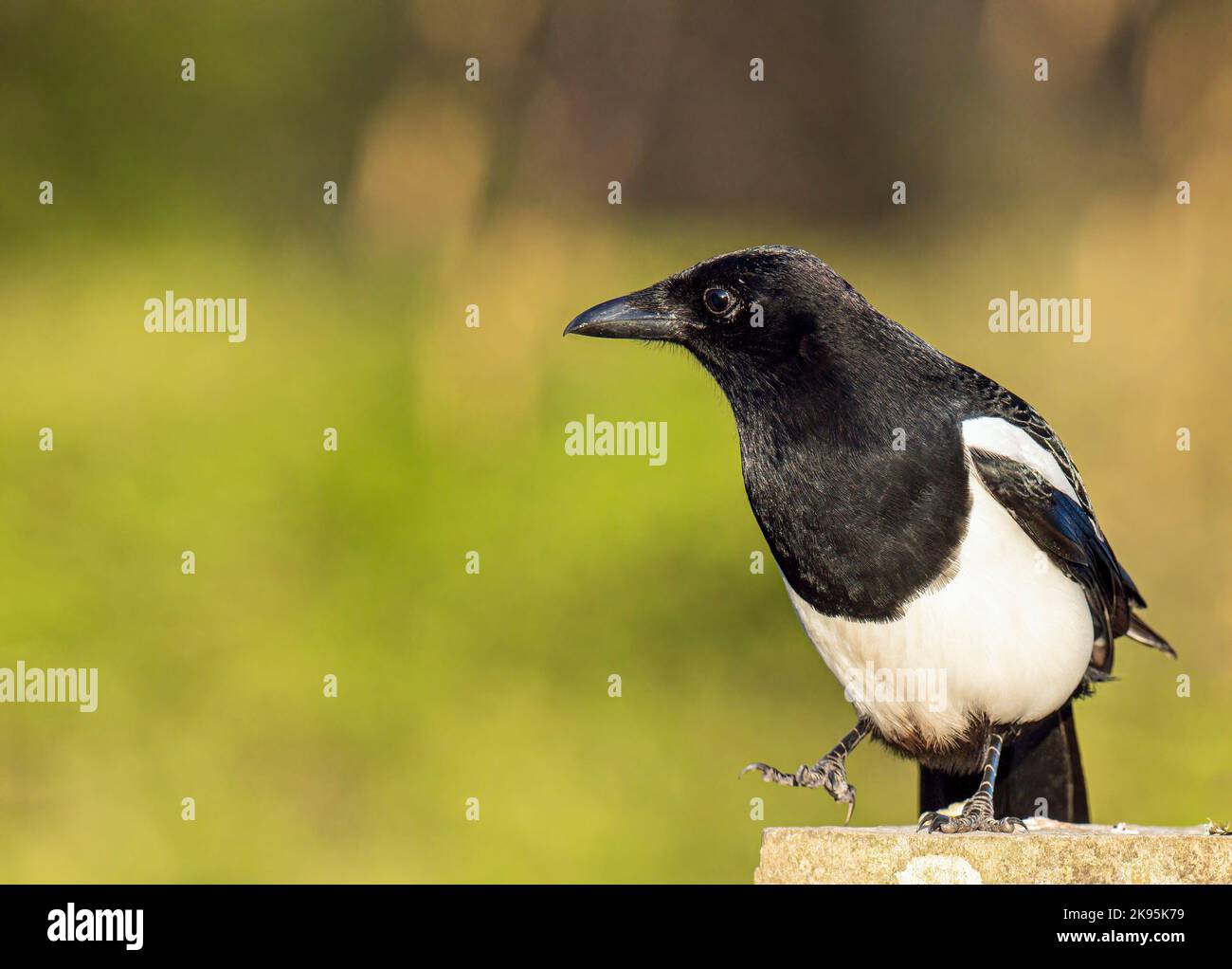 A close-up shot of a magpie with the blurry background Stock Photo - Alamy
