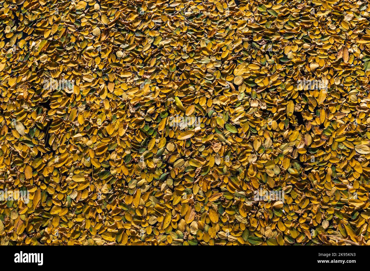 background image of fallen autumn leaves floating on the water Stock Photo - Alamy