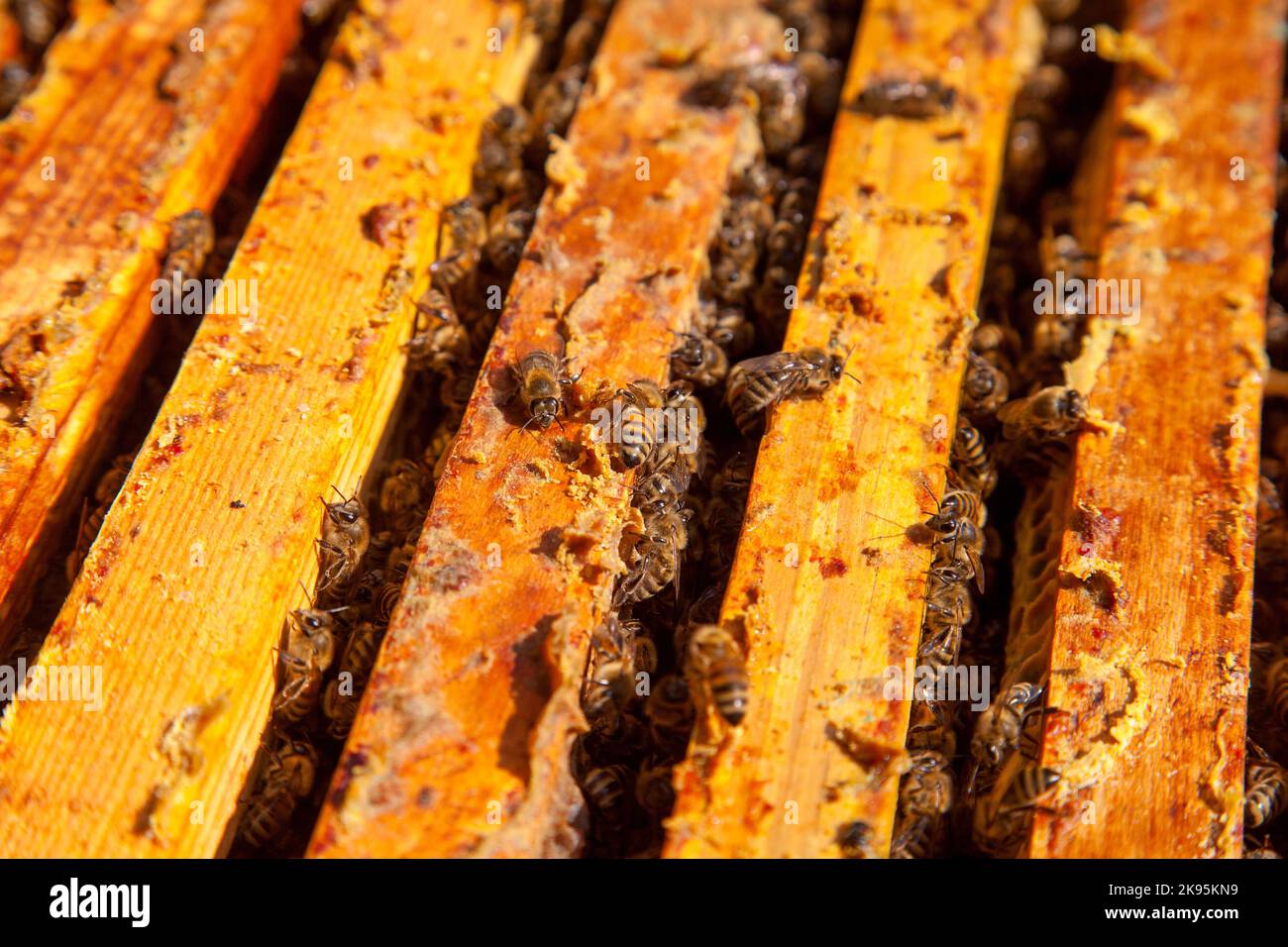 Frames of a beehive. Close up view of the opened hive body showing the ...