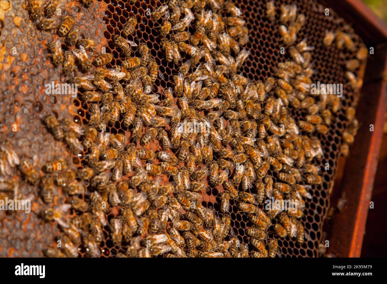 Frames of a beehive just taken from beehive with sweet honey. Busy bees ...