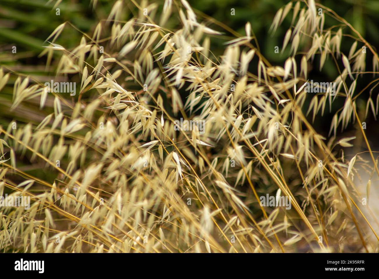 A closeup shot of the common wild oat (Avena fatua Stock Photo - Alamy