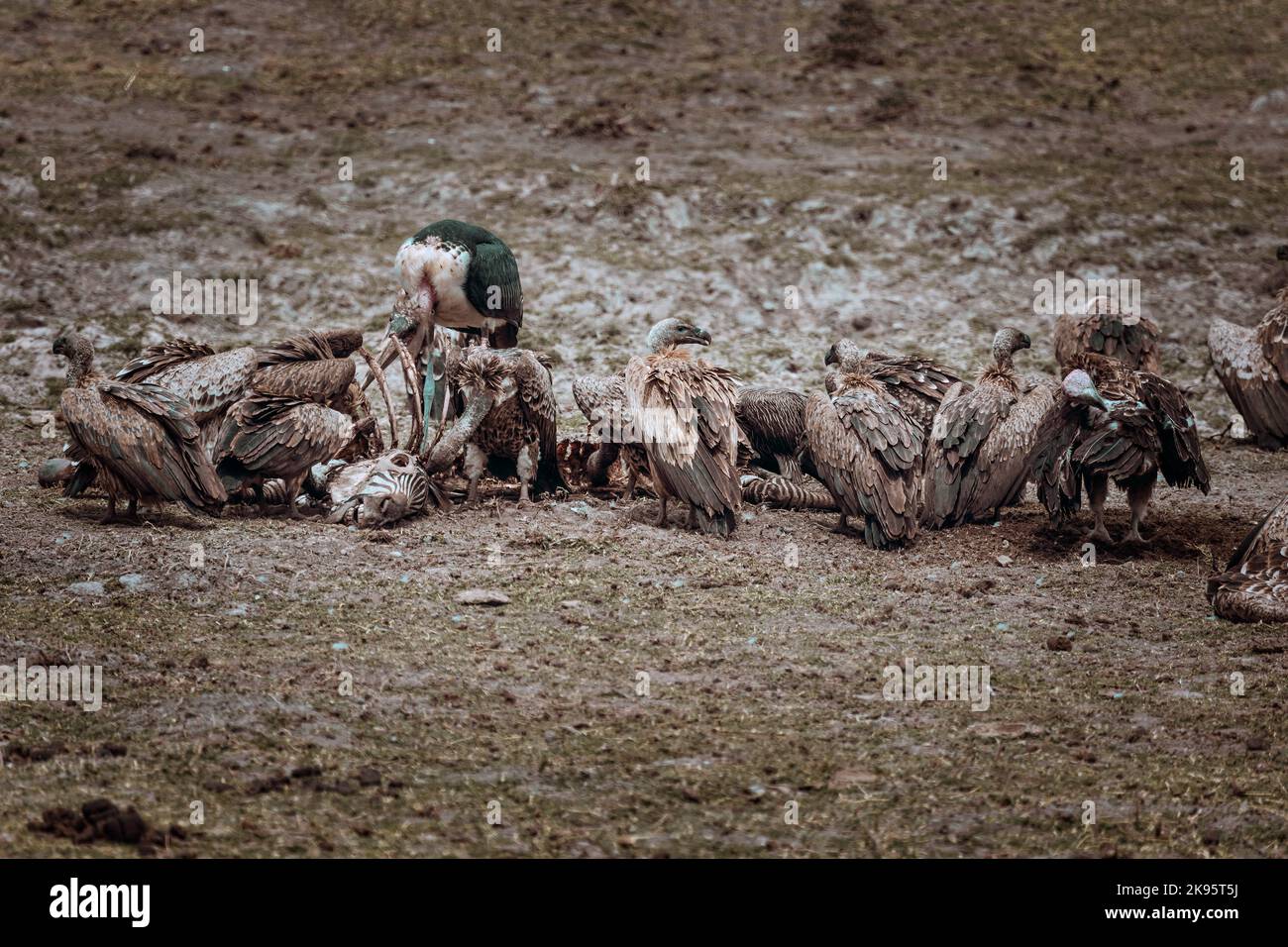 Vultures and marabous eating the meat of a Zebra carcass Stock Photo ...