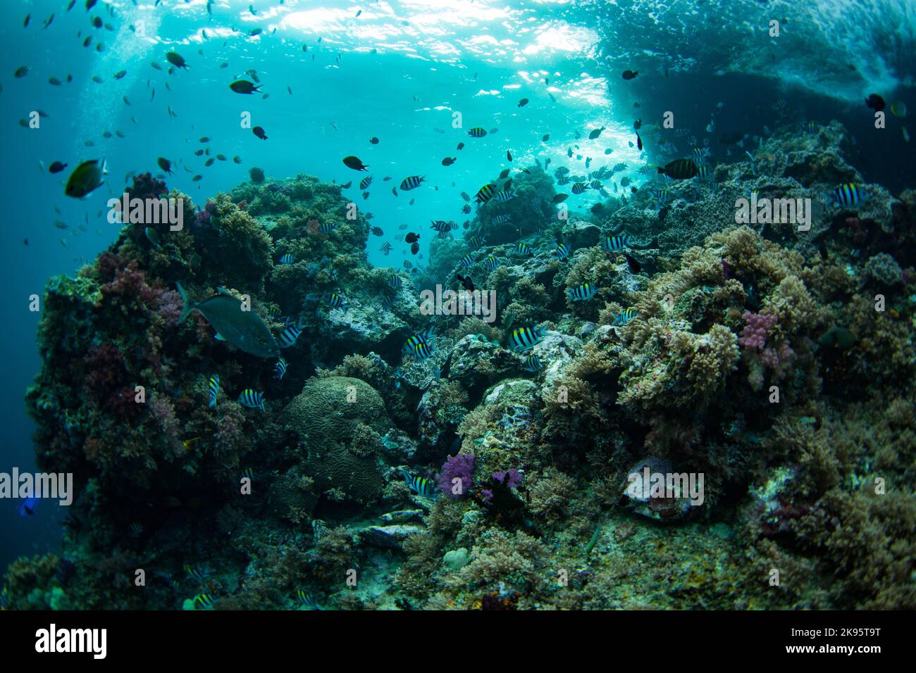 A school of marine wildlife in Misool dive resort, Indonesia Stock ...