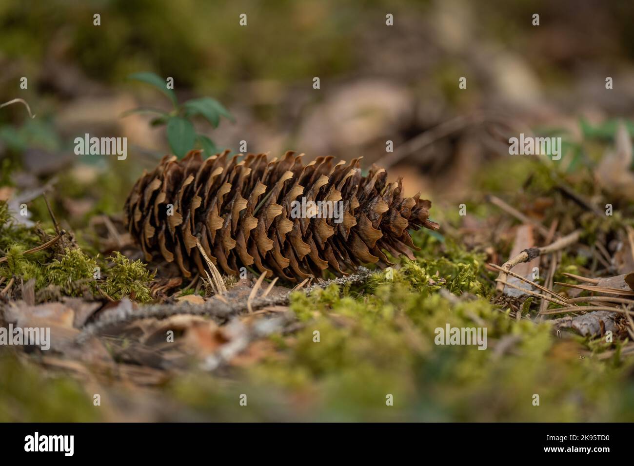Ovoid cone hi-res stock photography and images - Alamy