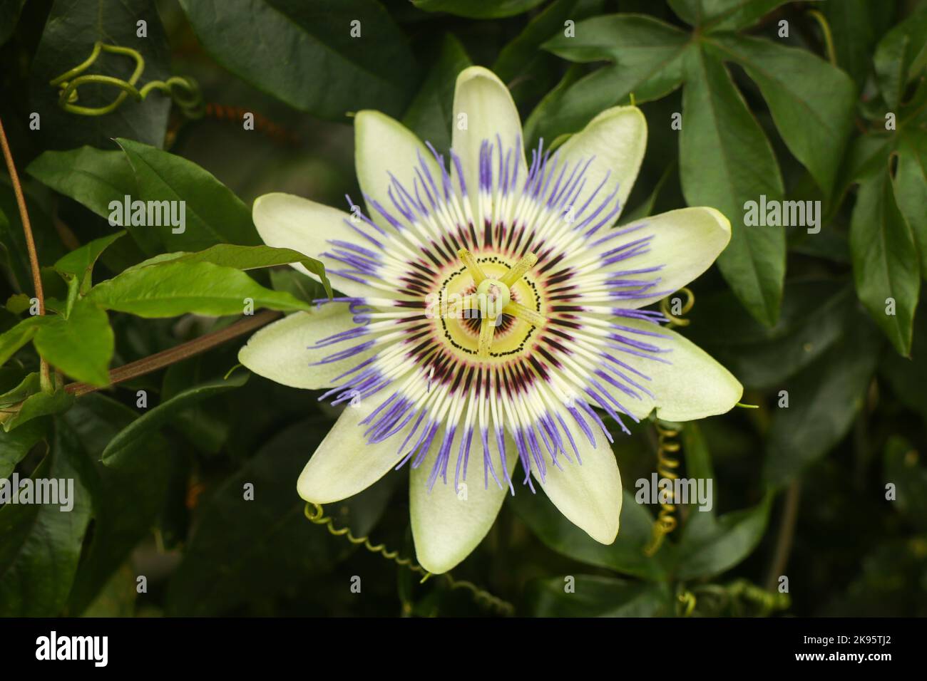 A top view closeup of Passiflora white, Passiflora subpeltata passion ...