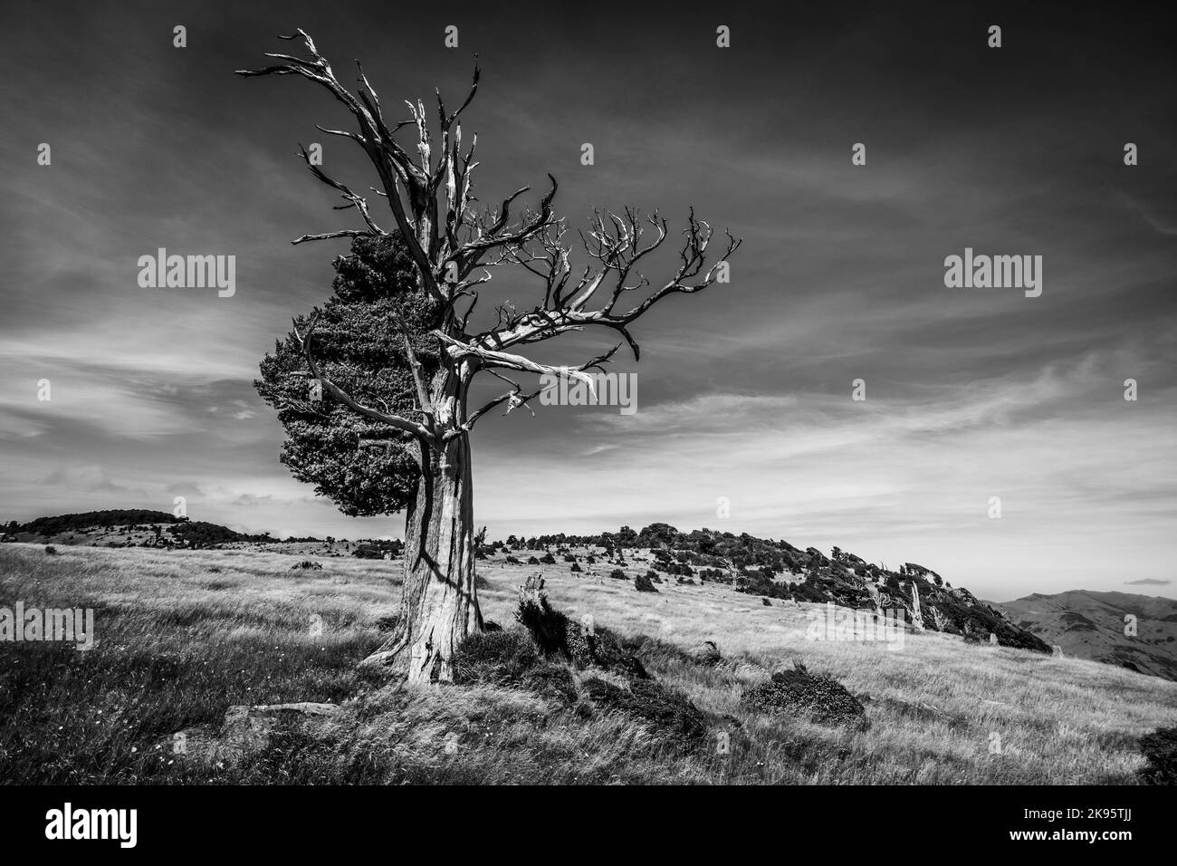 An old weather-beaten tree on Port Hill in Christchurch, New Zealand ...