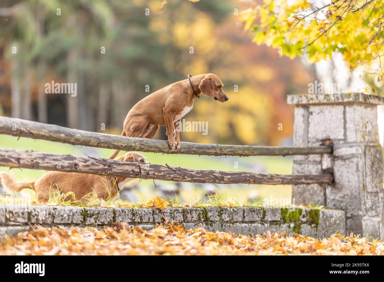 Animal looking over fence hi-res stock photography and images - Alamy