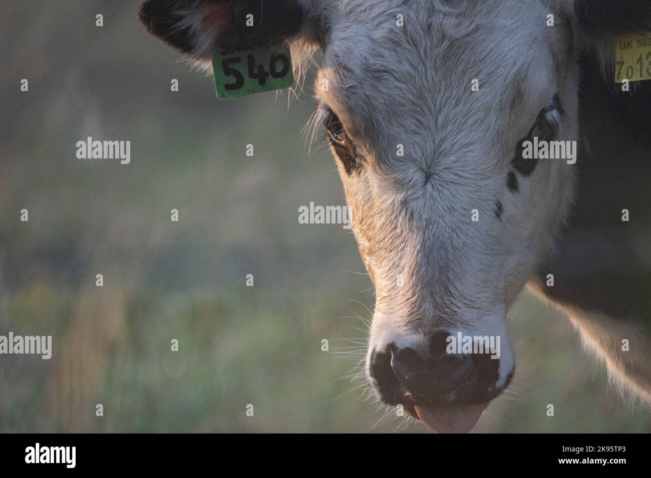 Ear marks hi-res stock photography and images - Alamy