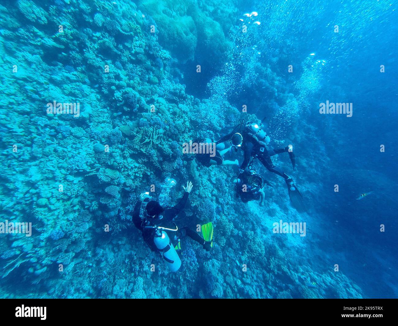 Scuba Divers divers explore coral reef in tropical sea. Underwater life ...
