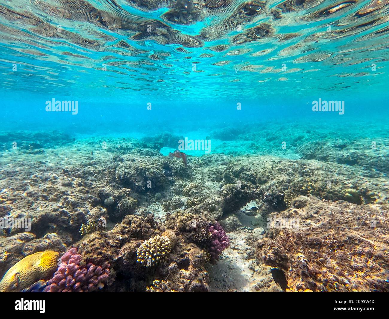 Close up view of tropical Bigfin Reef squid with big eyes underwater at ...