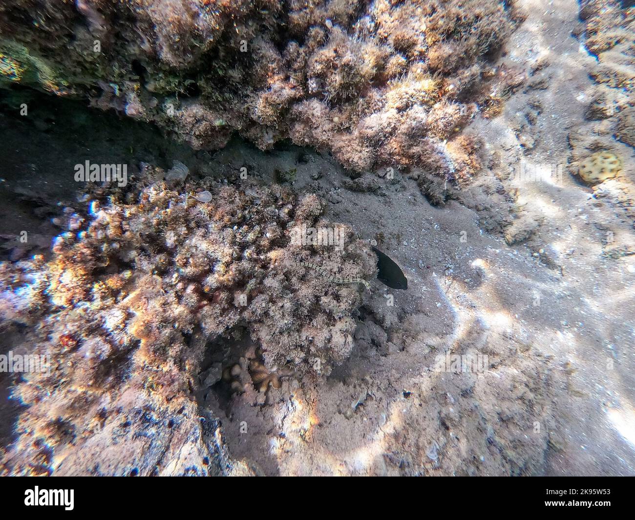 Many-banded pipefish known as Doryrhamphus multiannulatus underwater at ...