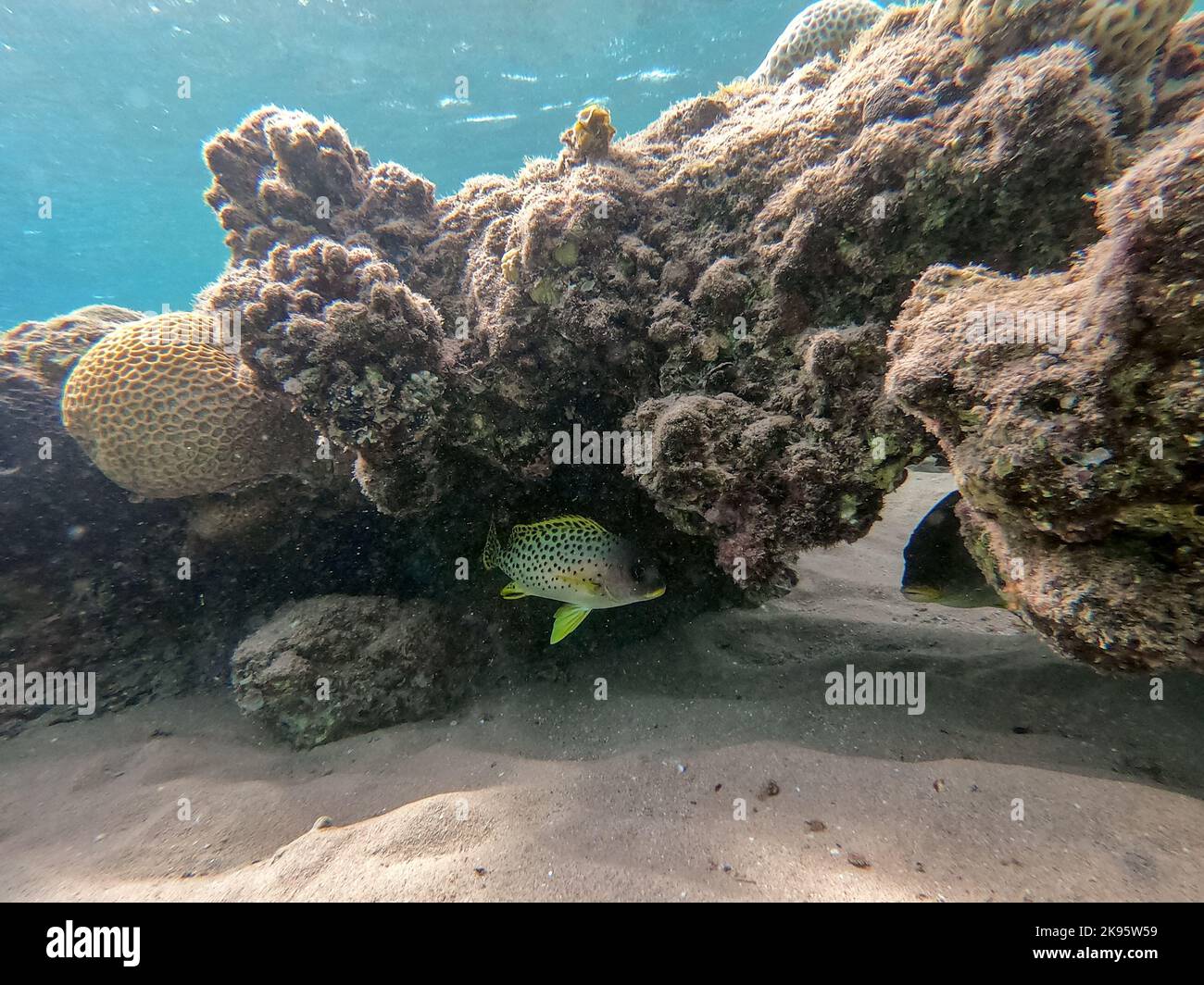 Close up view of Colorful tropical blackspotted rubberlip fish or ...
