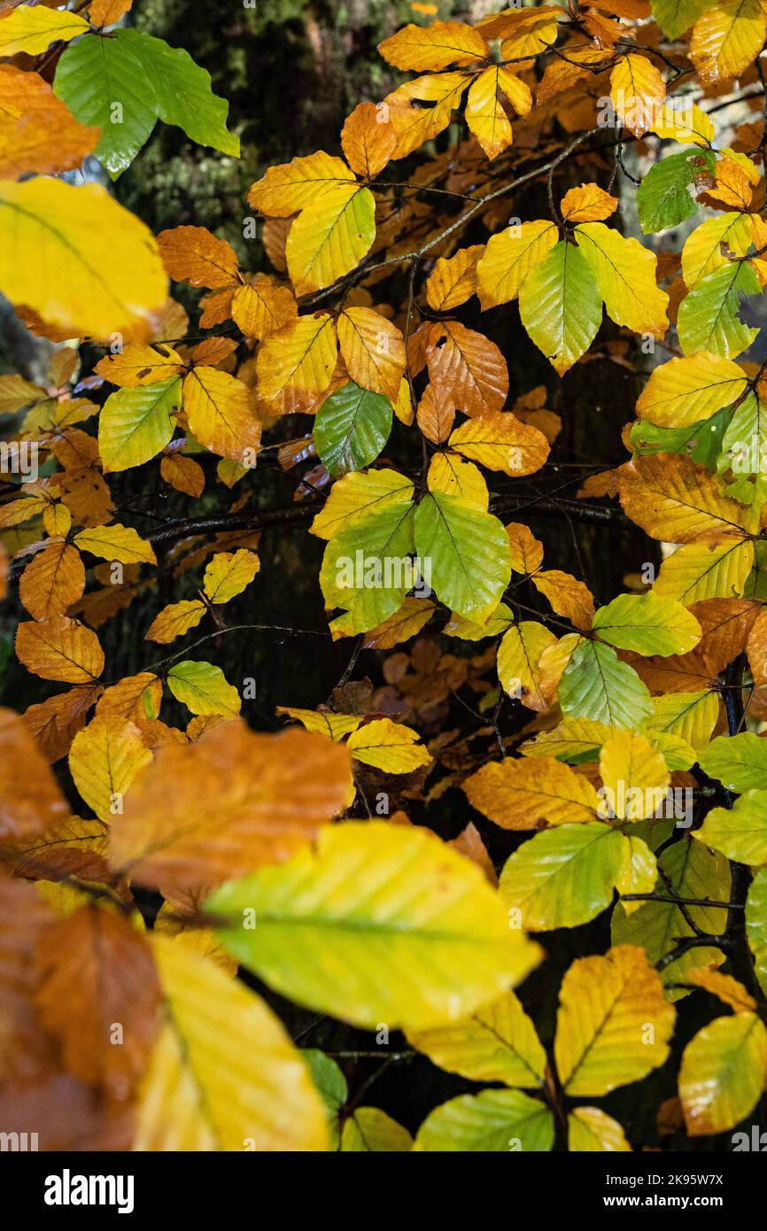 Beech tree leaves in autumn Stock Photo - Alamy