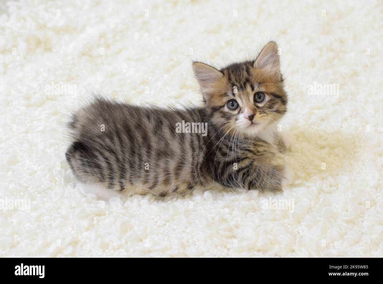 A small cute kitten of the Kuril Bobtail breed lies on a white fluffy ...