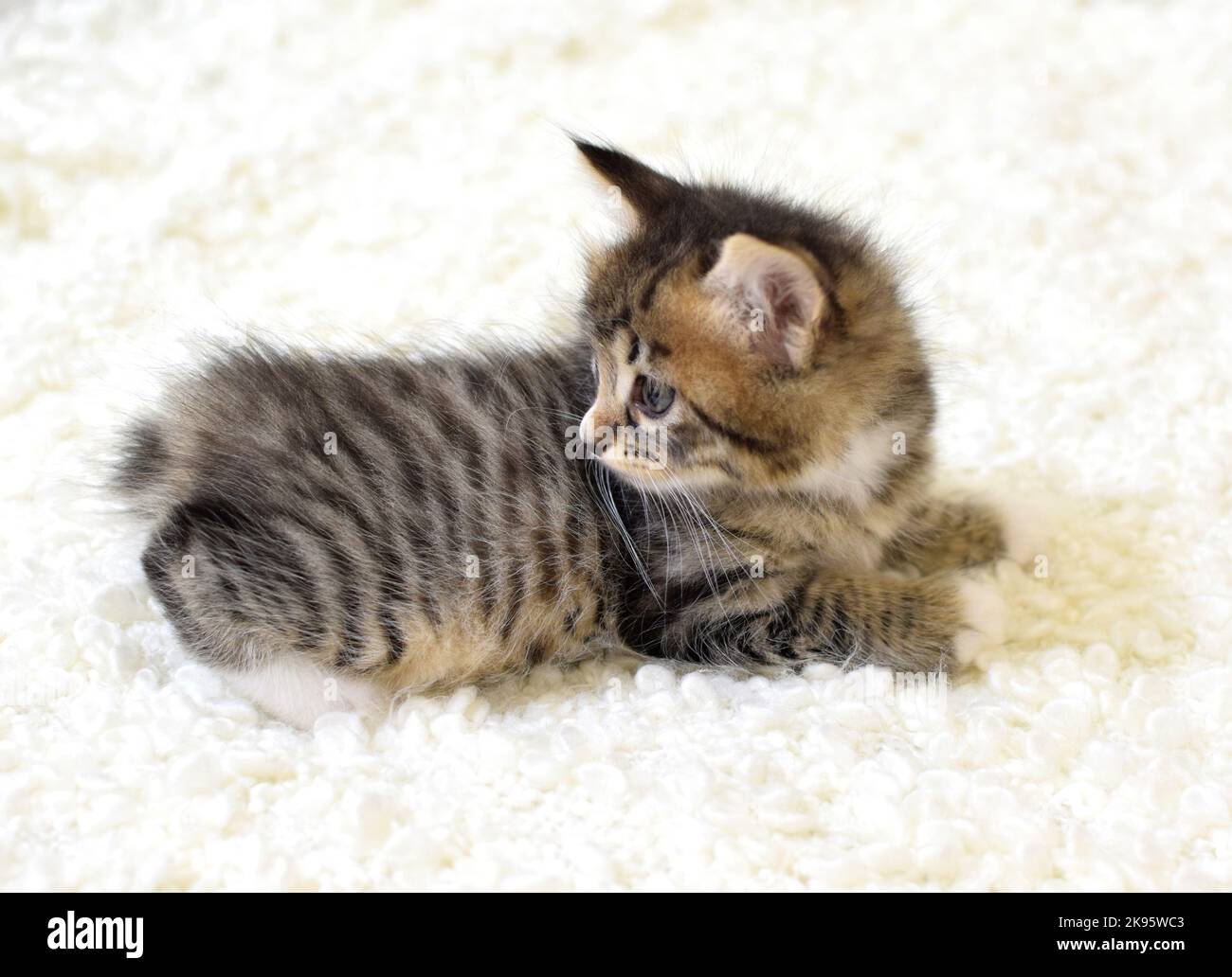 A small cute kitten of the Kuril Bobtail breed lies on a white fluffy ...