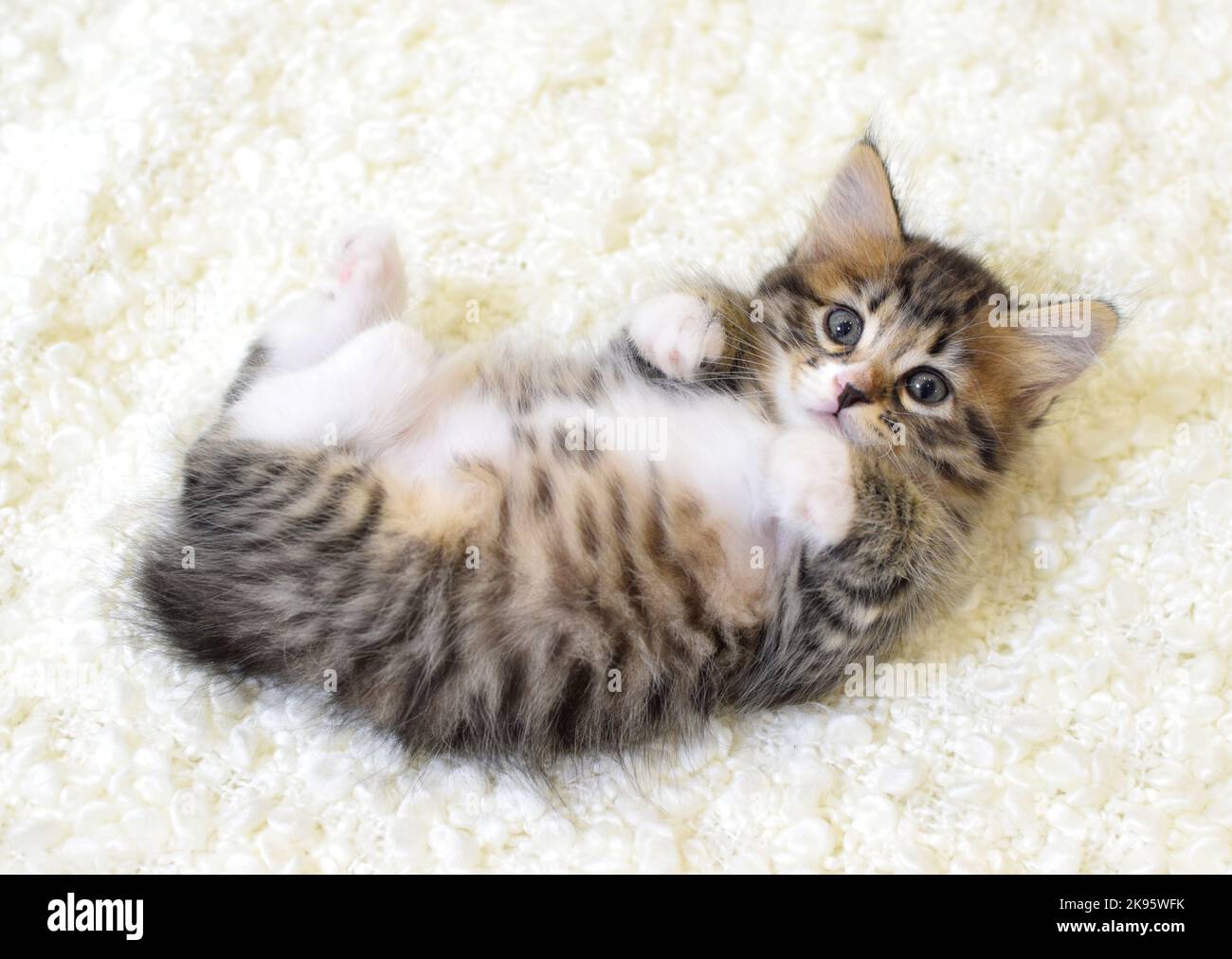A small cute kitten of the Kuril Bobtail breed lies on a white fluffy ...
