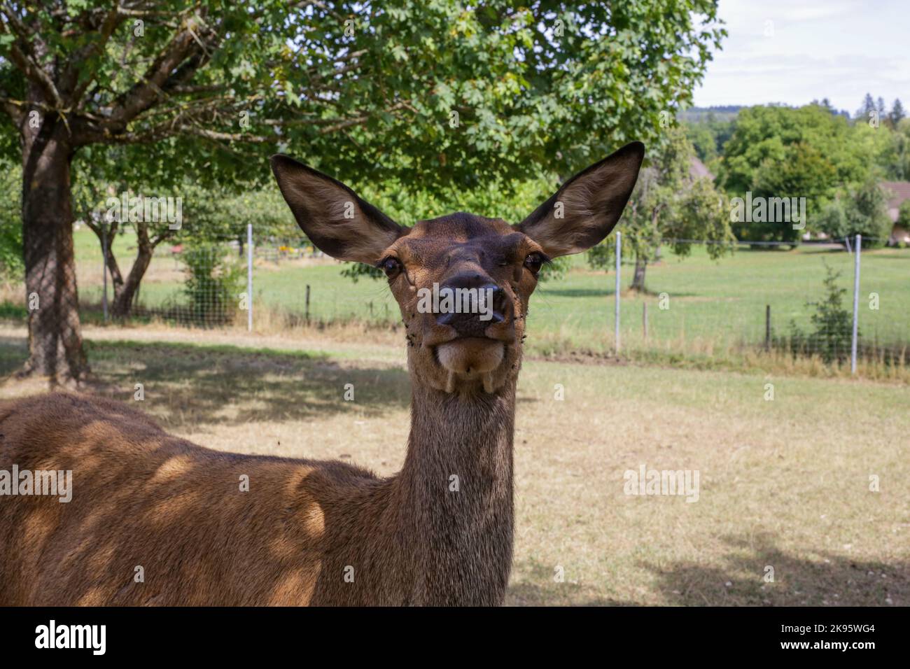 A fun shot of a Red deer looking at the camera at a sunny park with ...