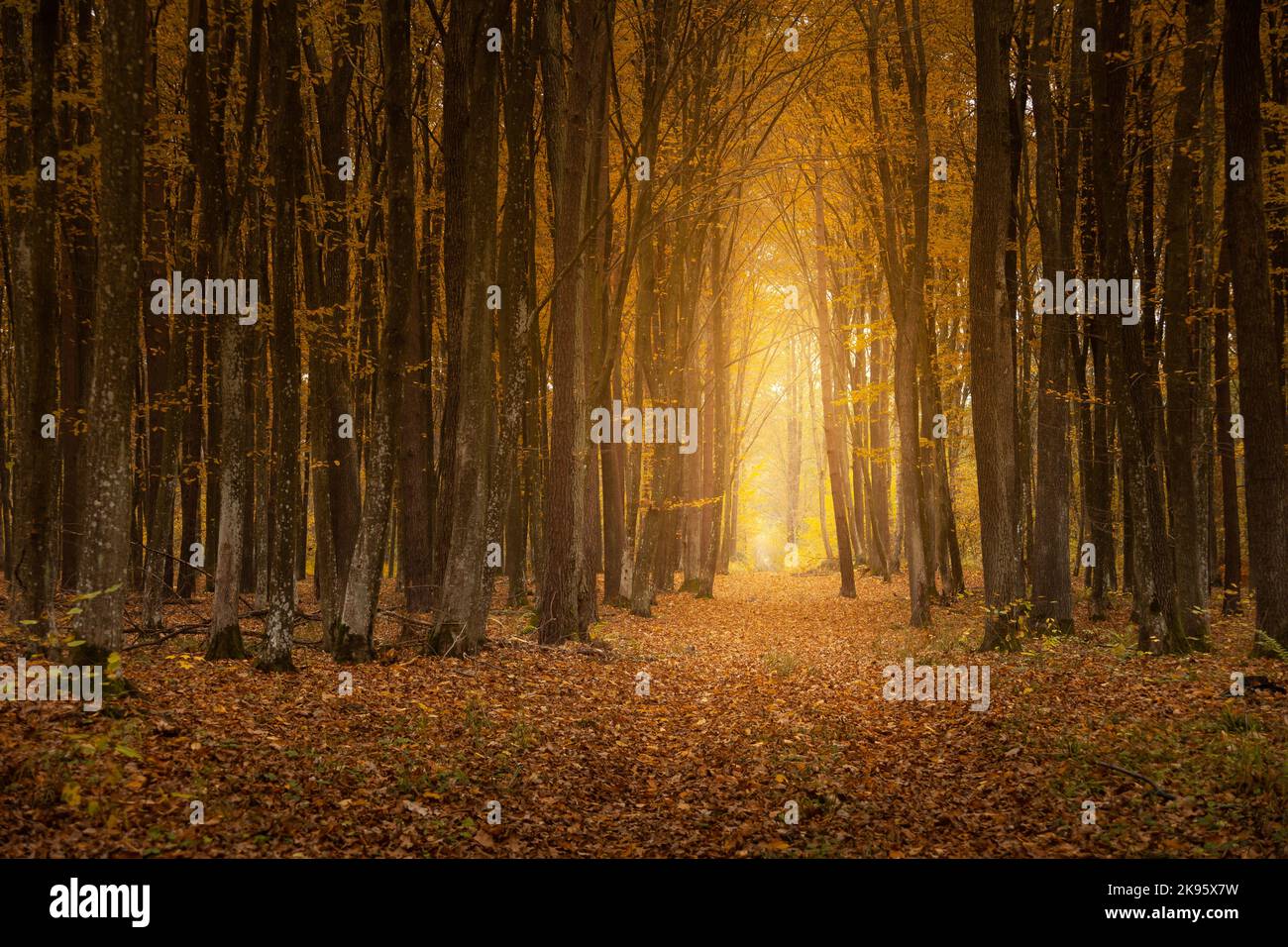 Autumn light forest hi-res stock photography and images - Alamy
