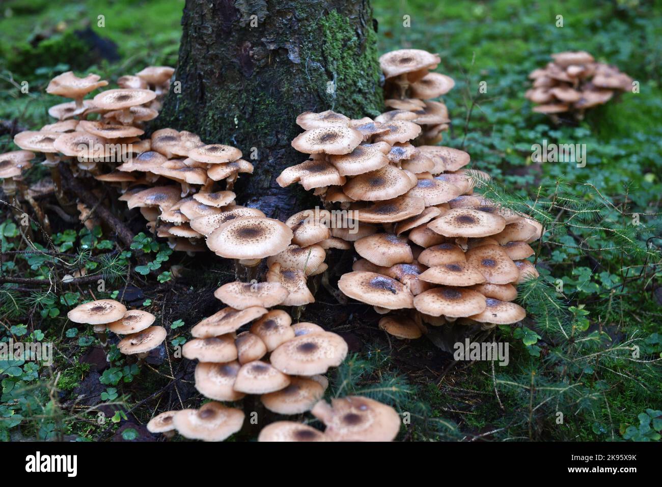 Hallimash hi-res stock photography and images - Alamy