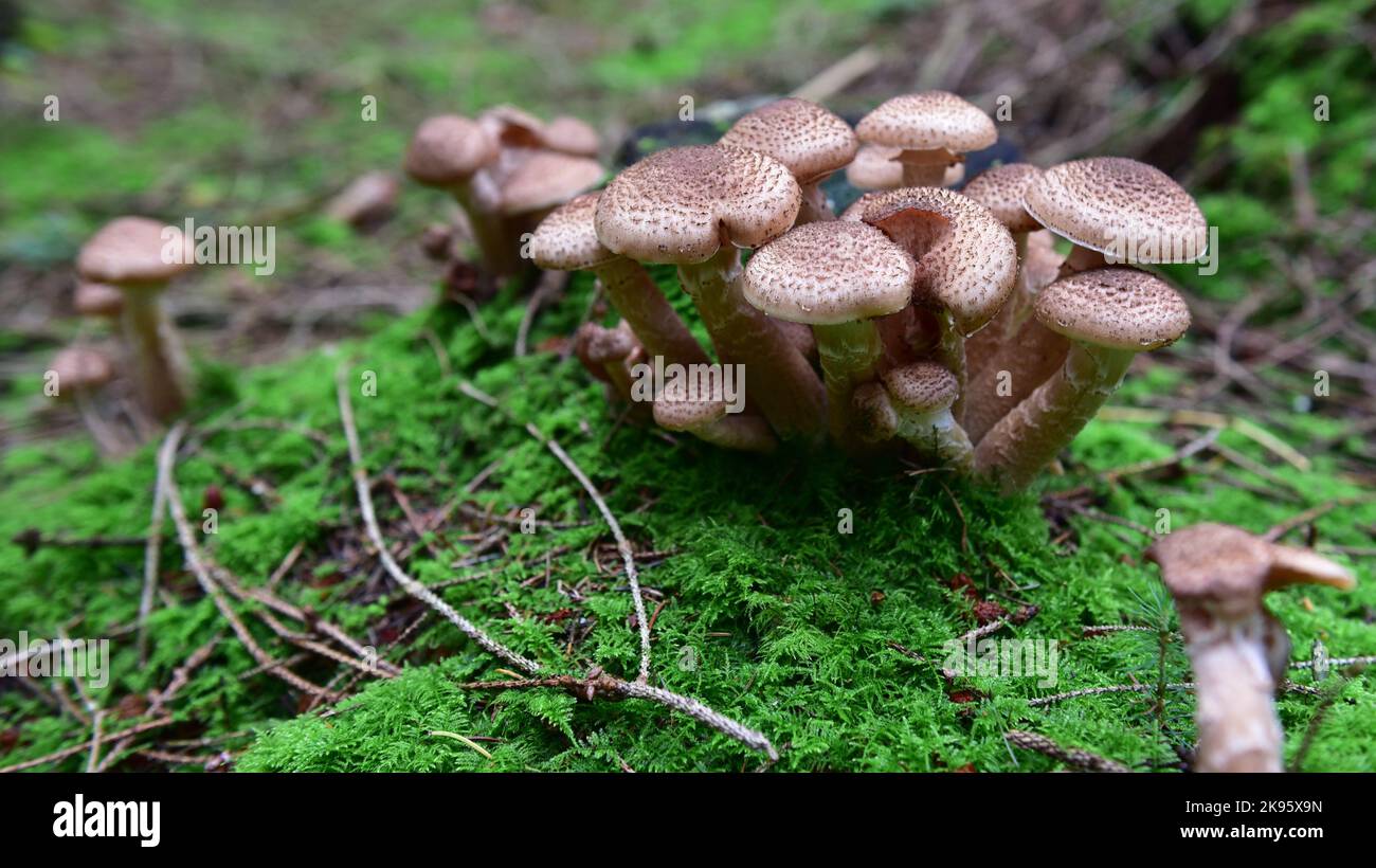 Hallimasch hi-res stock photography and images - Alamy